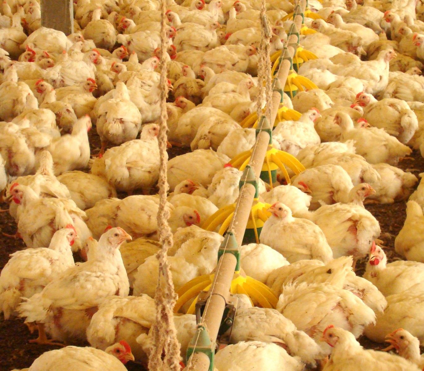 Mercado de frango inicia setembro com boa movimentação no atacado – O ...