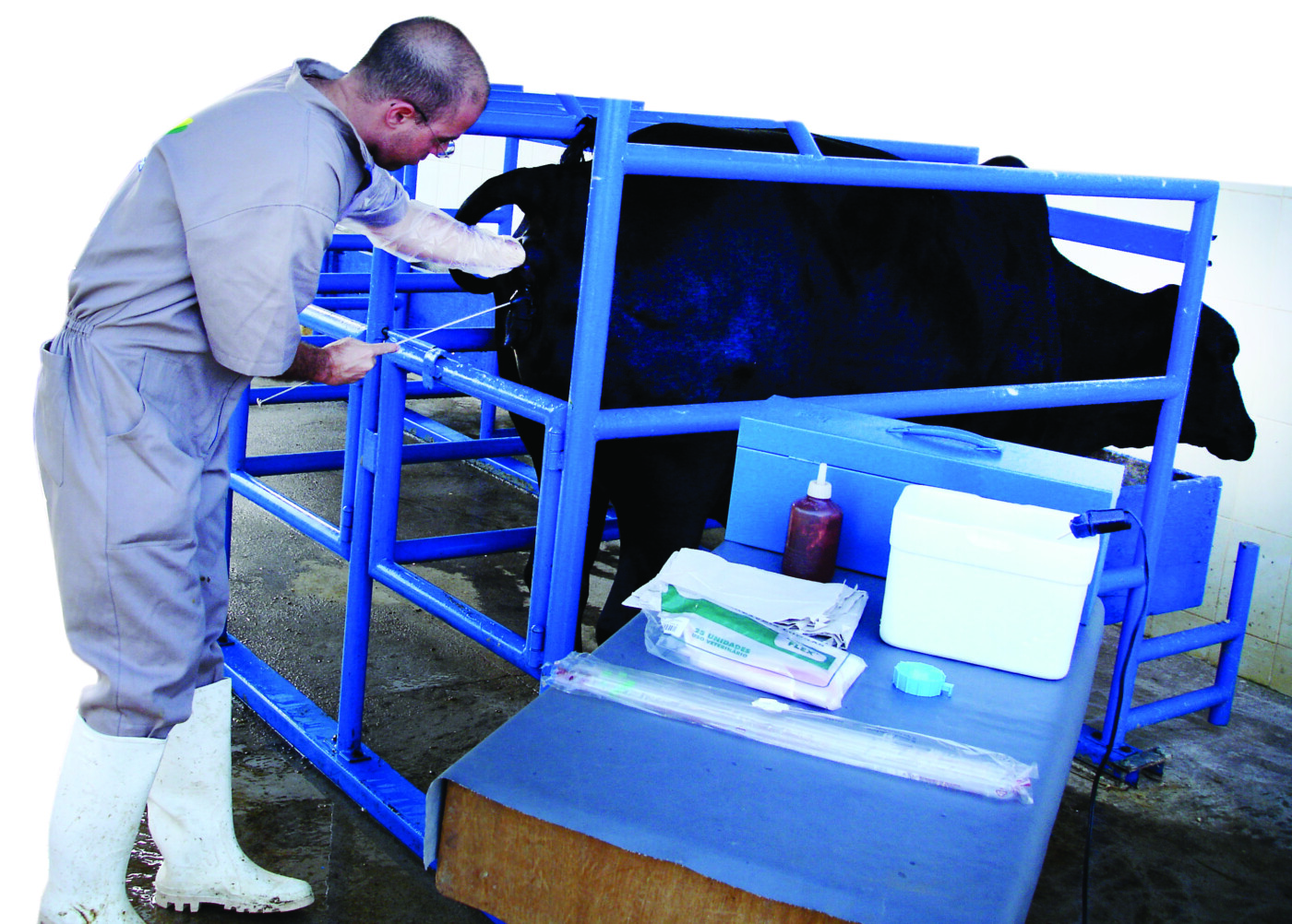 Inseminação artificial em tempo fixo supera 26 milhões de ...